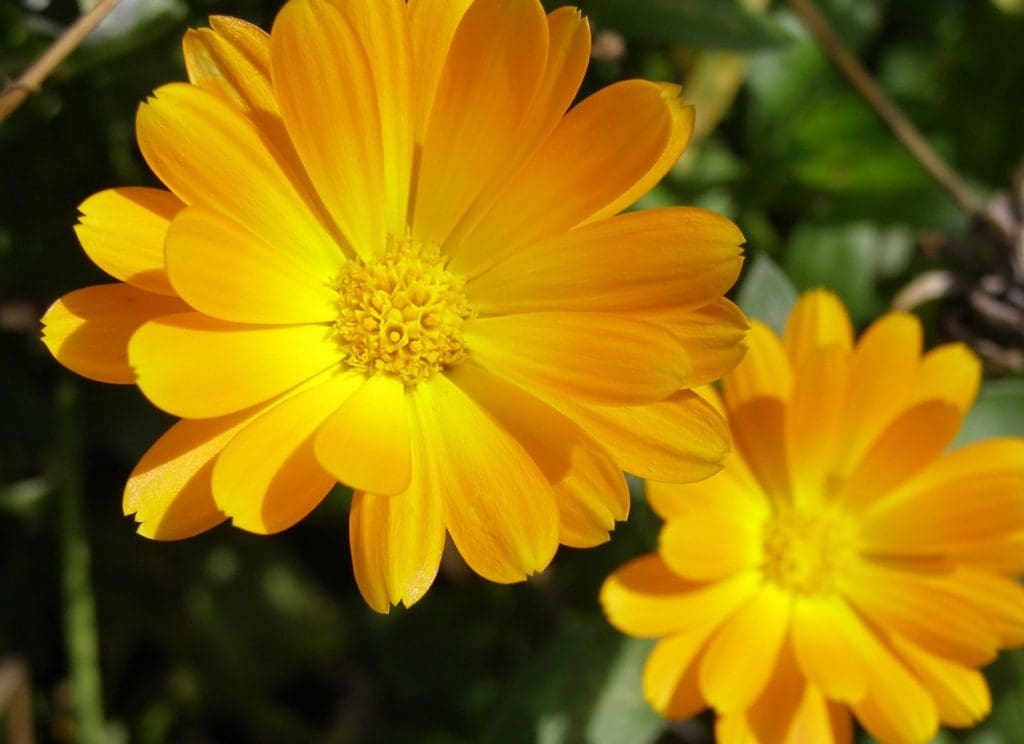 Common Garden Flowers That Taste as Good as They Look
