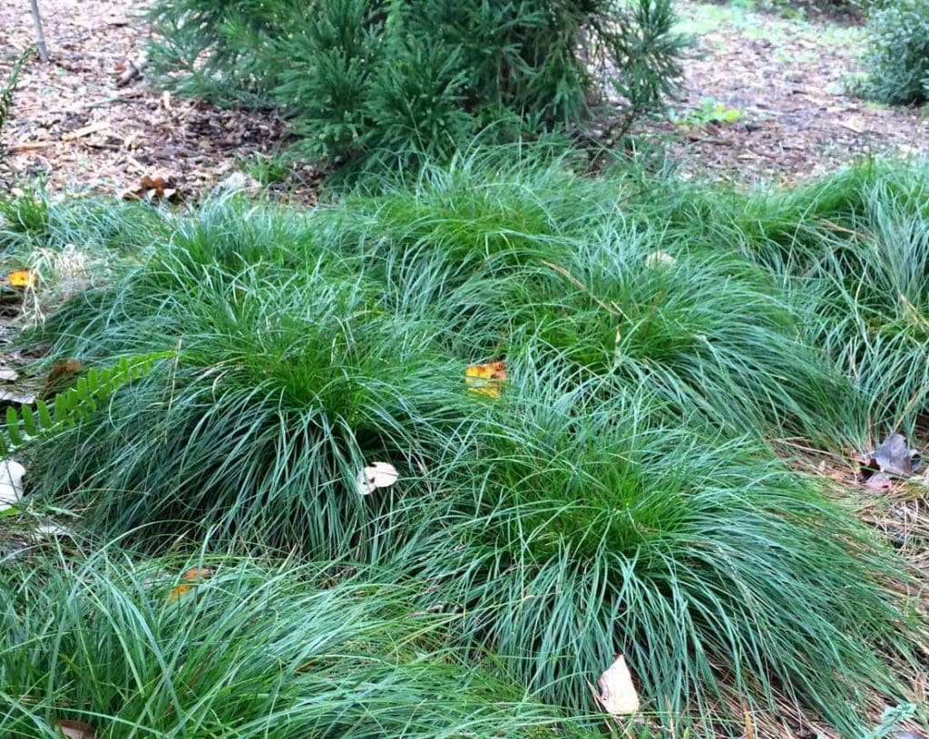 Build a Foundation for Your Garden Design with Native Sedges