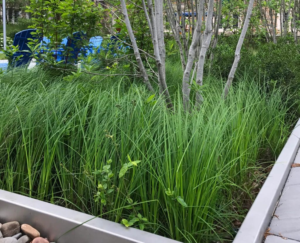 Build a Foundation for Your Garden Design with Native Sedges