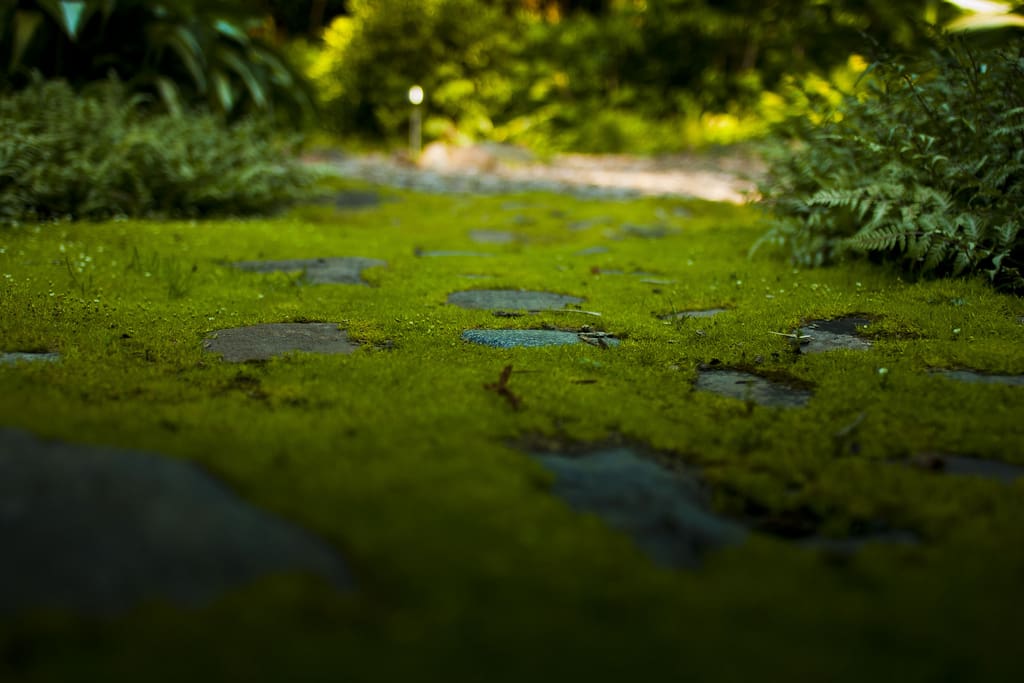 Low Maintenance Lawn Grass Alternatives