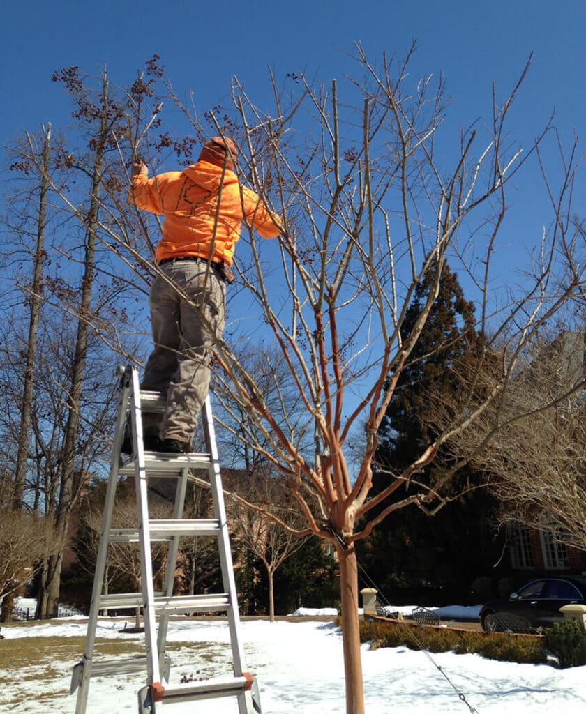 Why Pruning Shrubs and Trees Is important