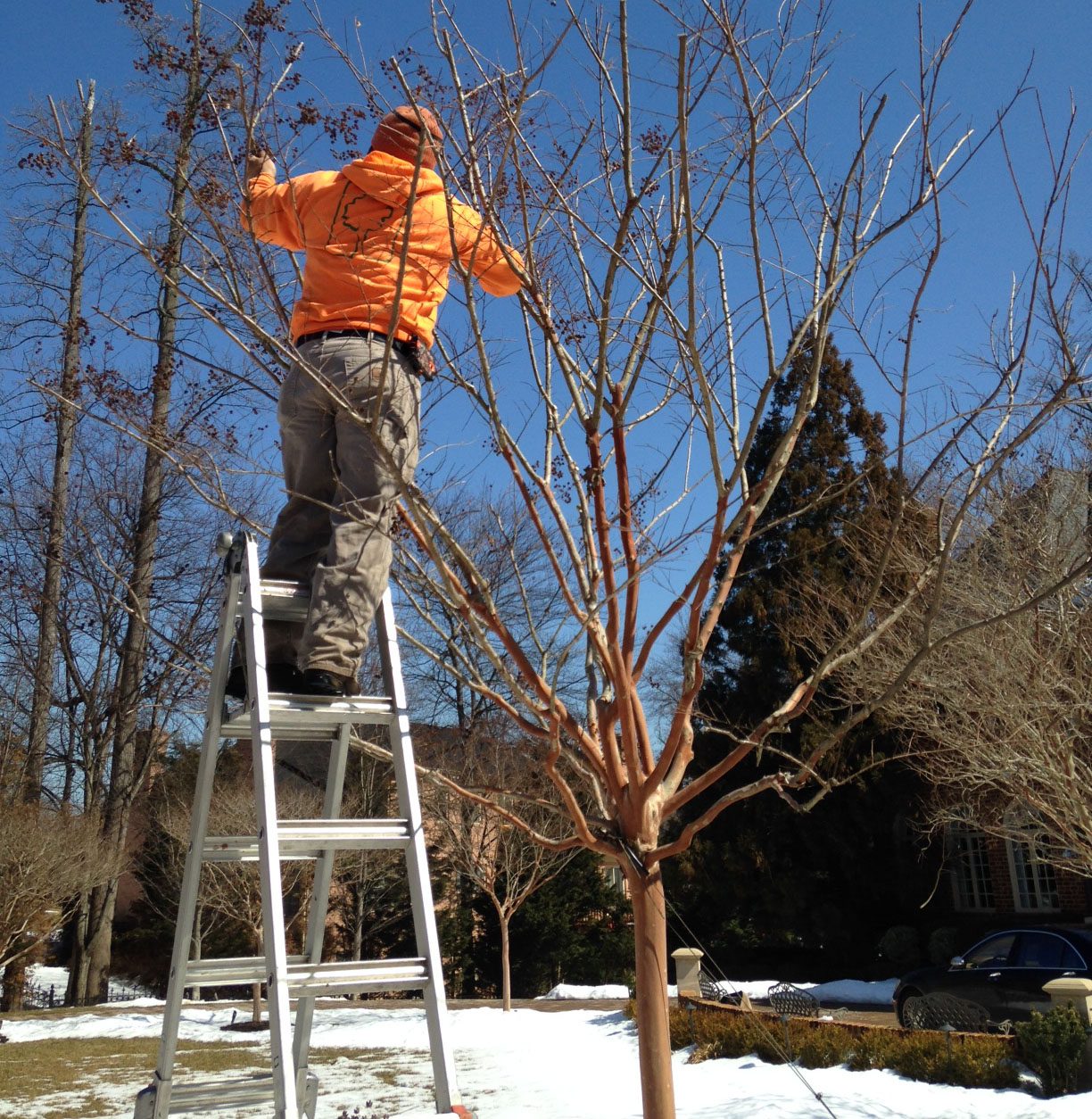 Why Pruning Trees and Shrubs Is important
