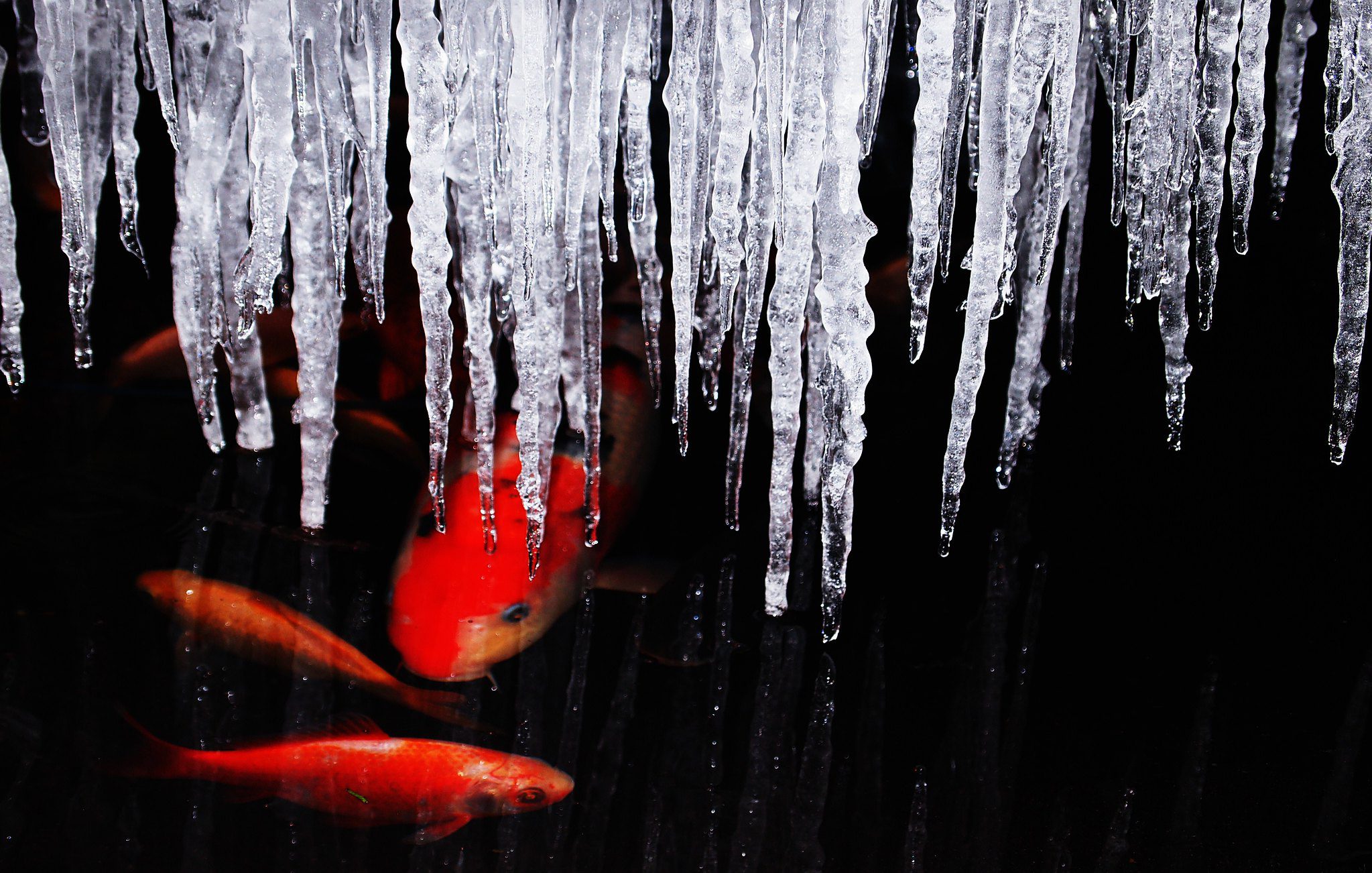 Essentials Of Koi Pond Maintenance & Design In Northern Virginia